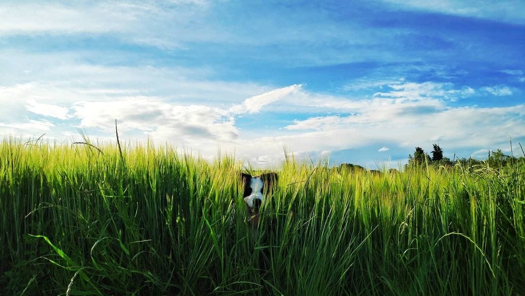 las mejores fotos del concurso fotográfico Dog & Family 2020